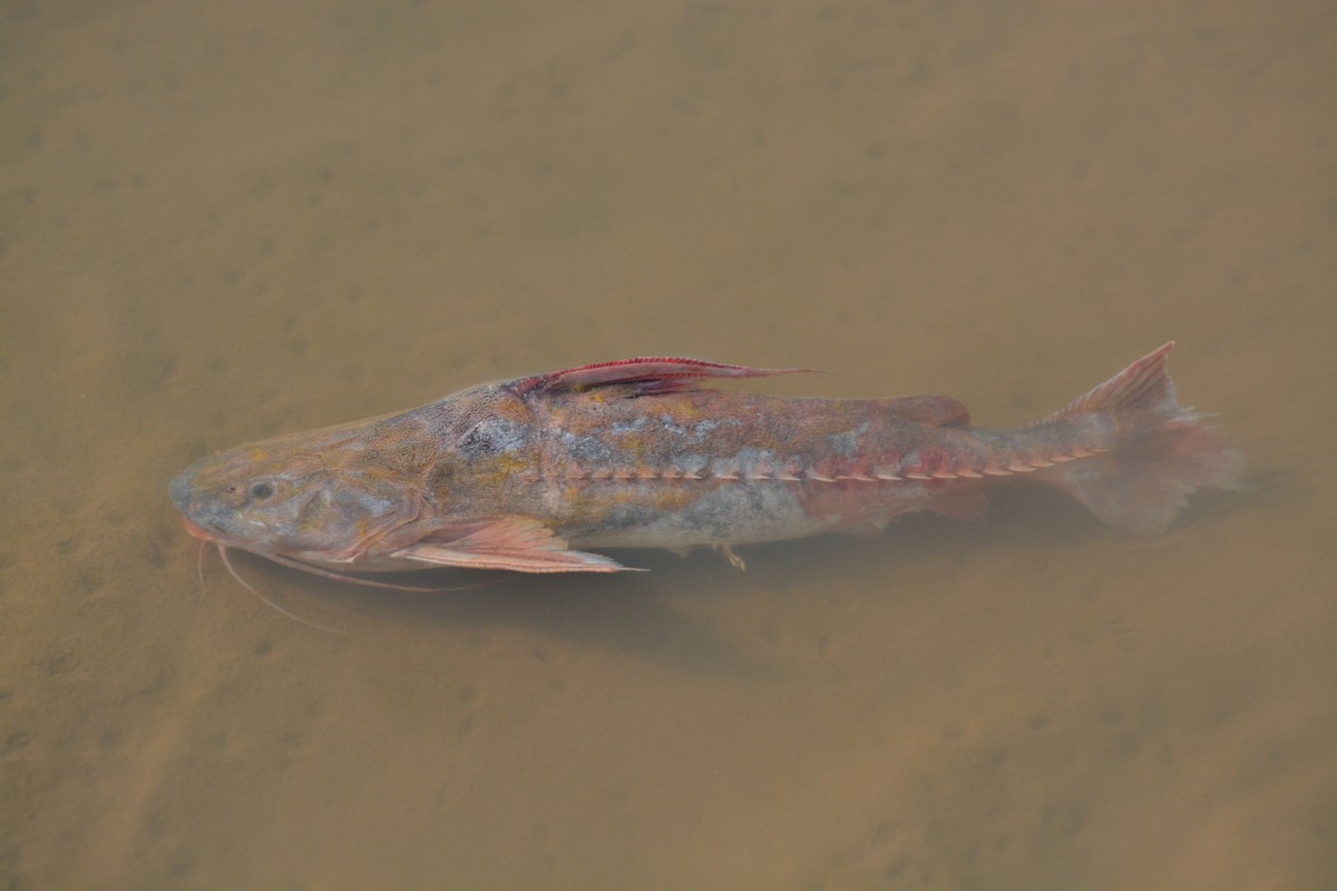 Armal: conheça peixe cuja carne é considerada 'de segunda' por ...