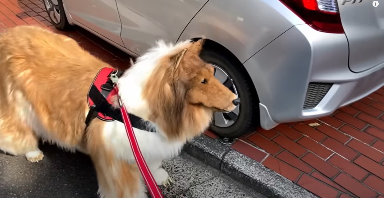 Japonês que gastou R$ 75 mil em fantasia de cachorro faz seu primeiro passeio na rua; veja | G1