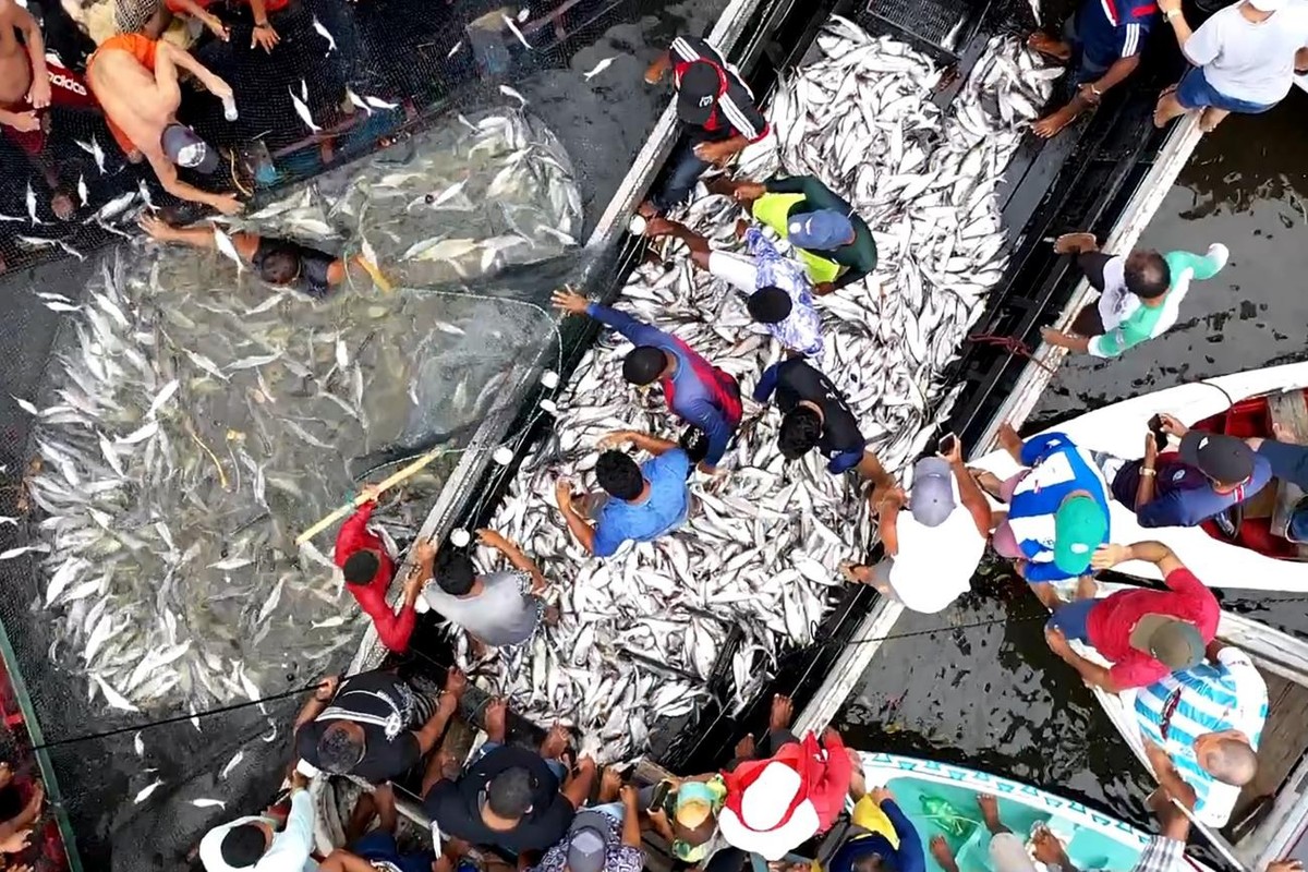 Tradicional pesca do Mapará recomeça após quatro meses no período de ...