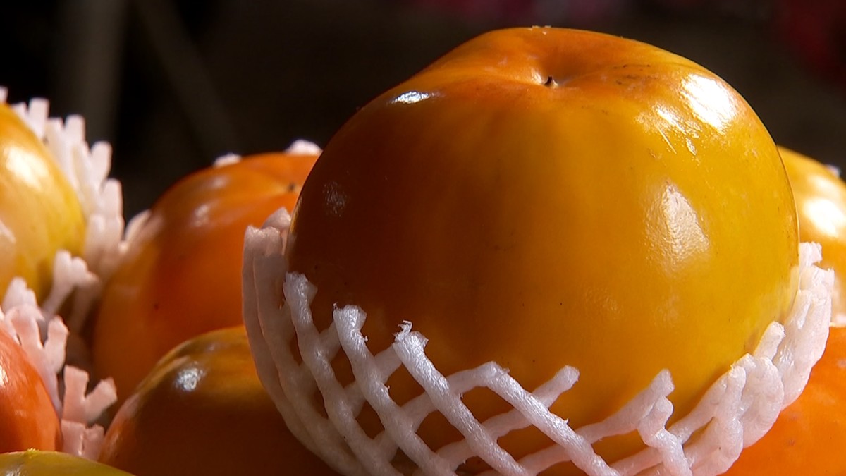 Está na época de colher caqui fuyu no interior de SP | Nosso Campo | G1