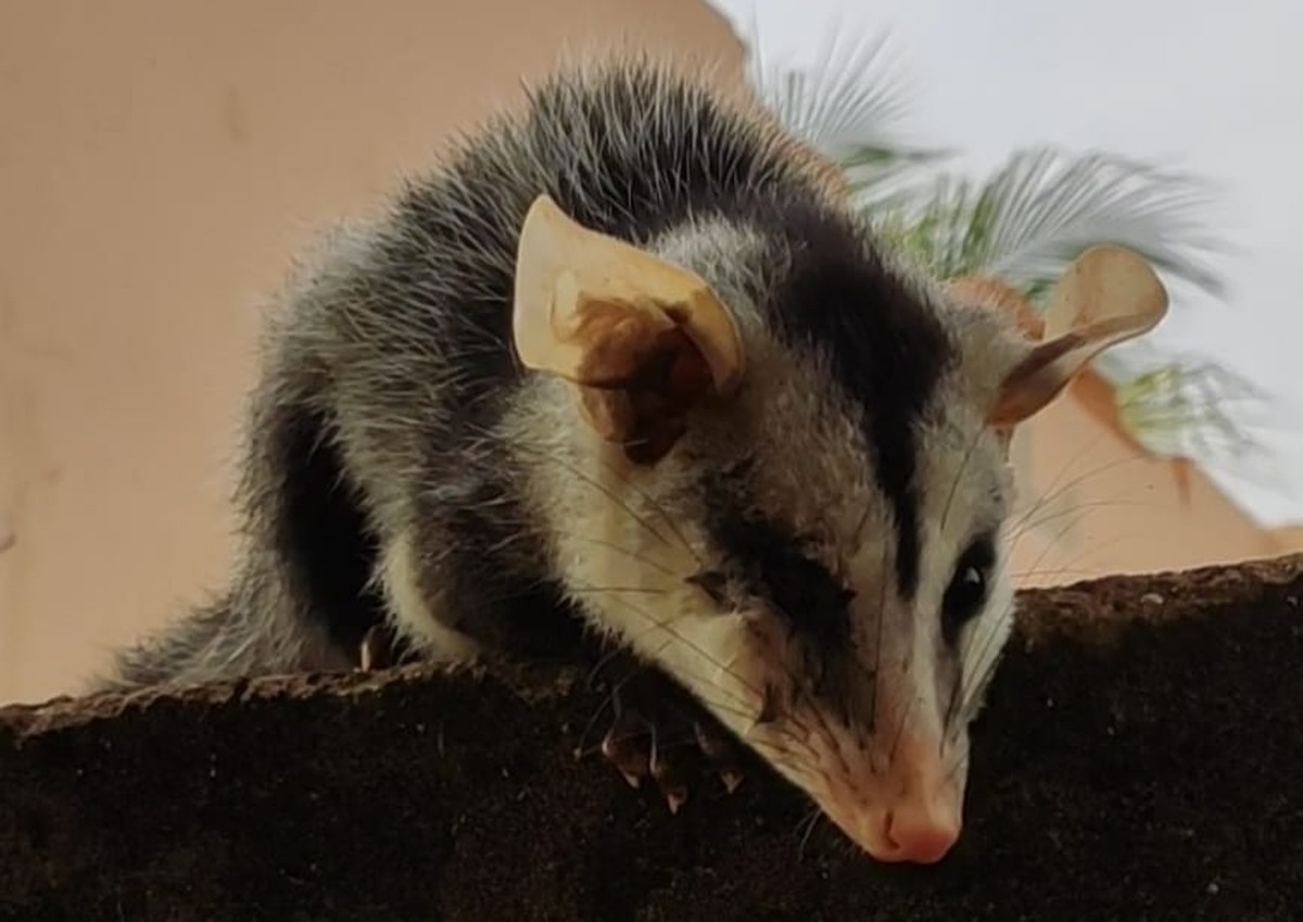 Estudo da USP descobre raro caso de gambá infectado com raiva no ...