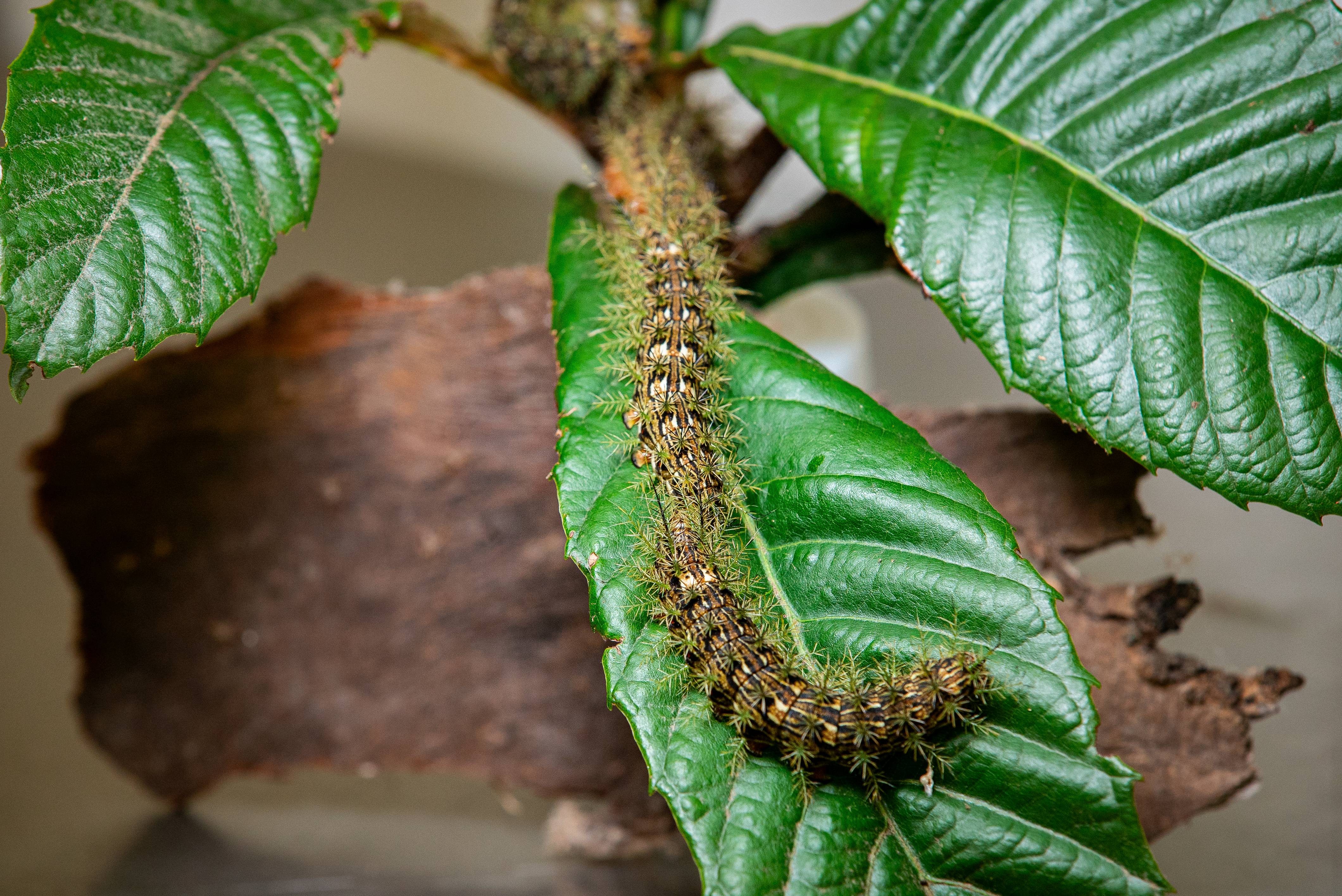 Taturana ou marandová: veja o risco das lagartas que causam 7 mil ...