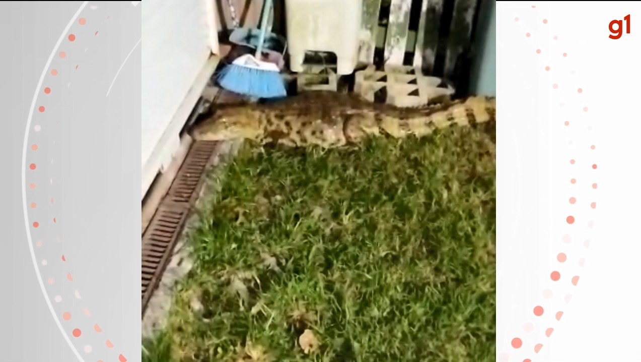 VÍDEO: Jacaré aparece no quintal de casa de moradora em Manguinhos, ES ...