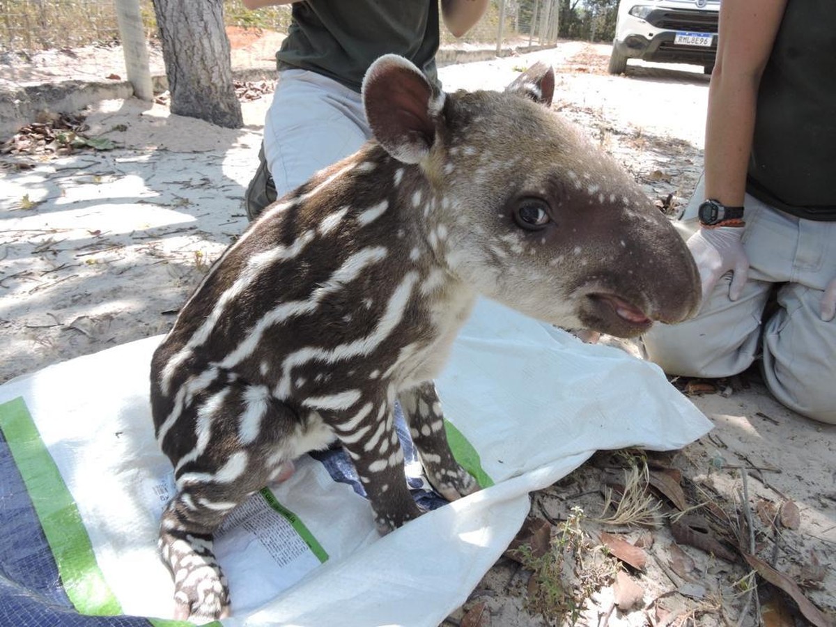 Filhote de anta nasce em criadouro conservacionista | Terra da Gente | G1