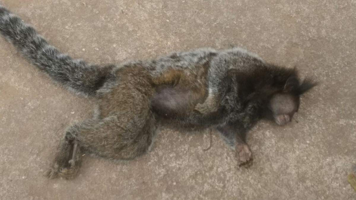 Macaco é encontrado morto em praça de Juiz de Fora | Zona da Mata | G1