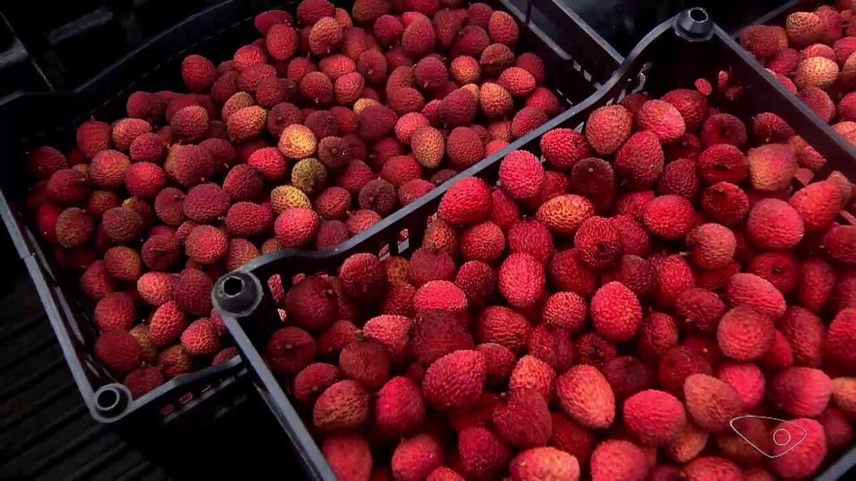 Conheça a lichia, fruta exótica da China que ganha espaço no ES ...