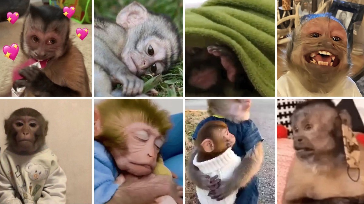 Memes 'fofos' e figurinhas de macacos escondem maus-tratos, apontam ...