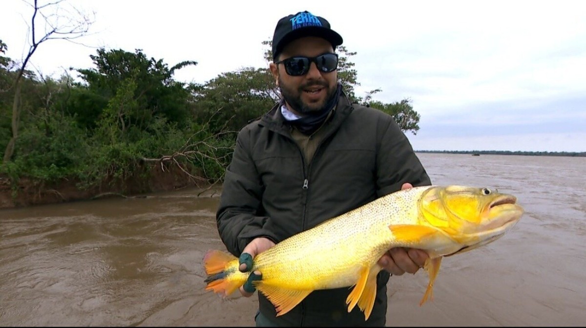 Pesca na Argentina: dourado é flagrado caçando lambaris às margens do ...