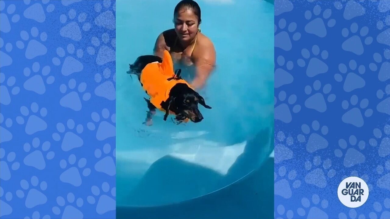 Confira dicas para tratar problemas de coluna que afetam cães | G1