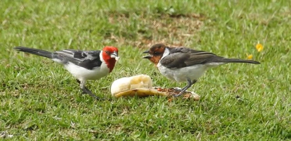 Cardeal-do-nordeste, no sudeste? | Terra da Gente | G1