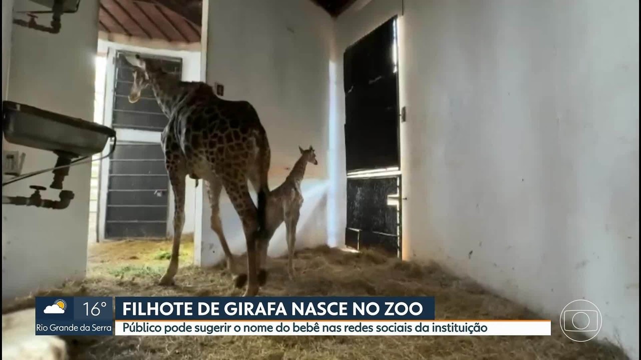 Bebê-girafa nasce no Zoo de SP, e público vai escolher o nome | G1