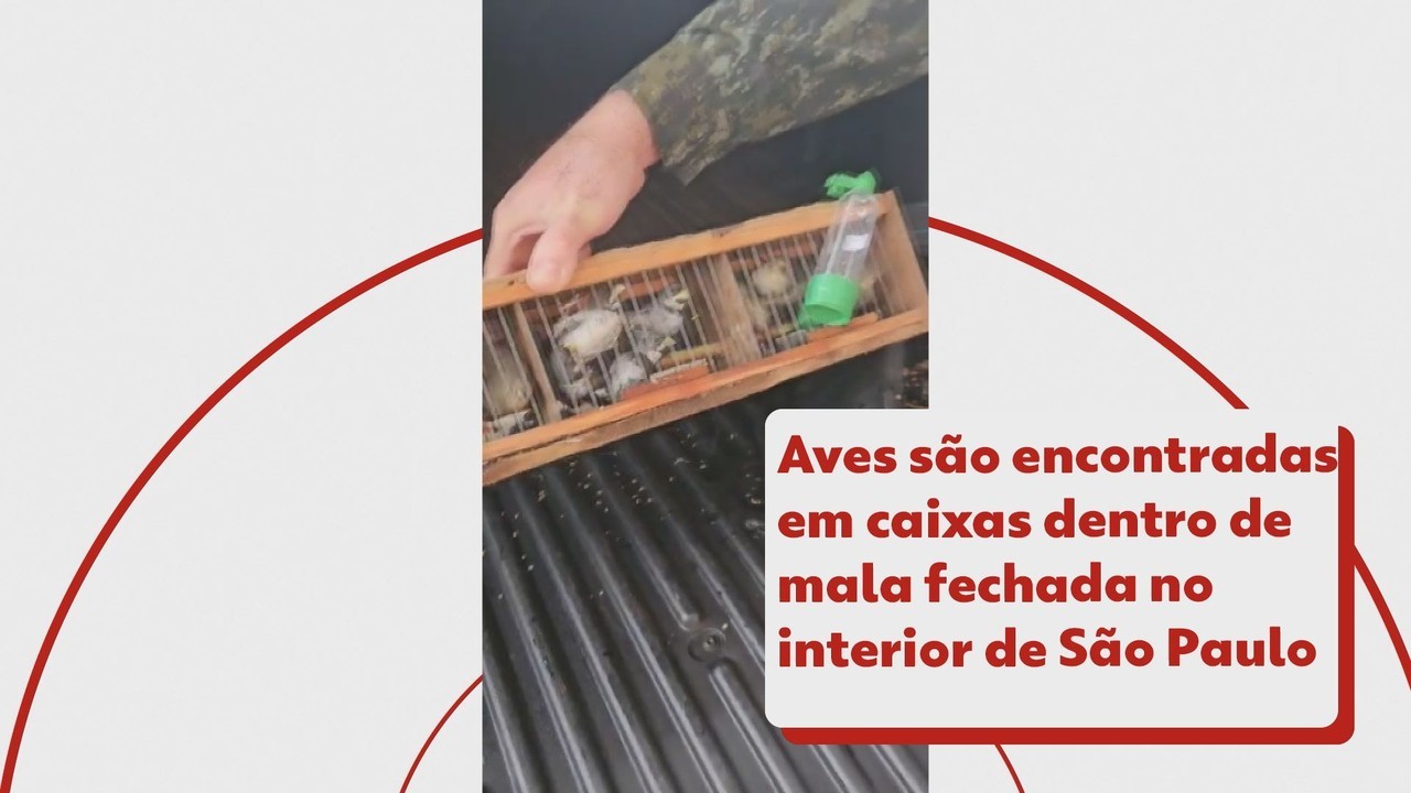 VÍDEO: 17 aves são encontradas dentro de mala fechada em SP ...