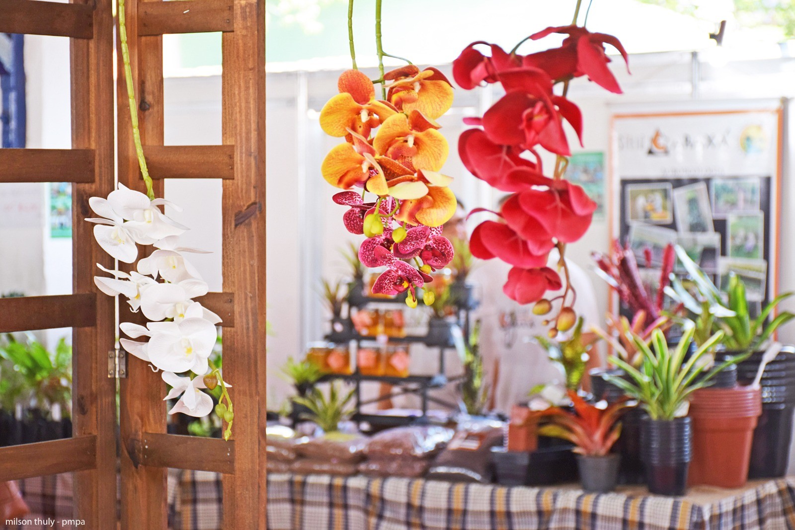 Paty do Alferes recebe 18ª Exposição de Bromélias e Orquídeas | Sul do ...