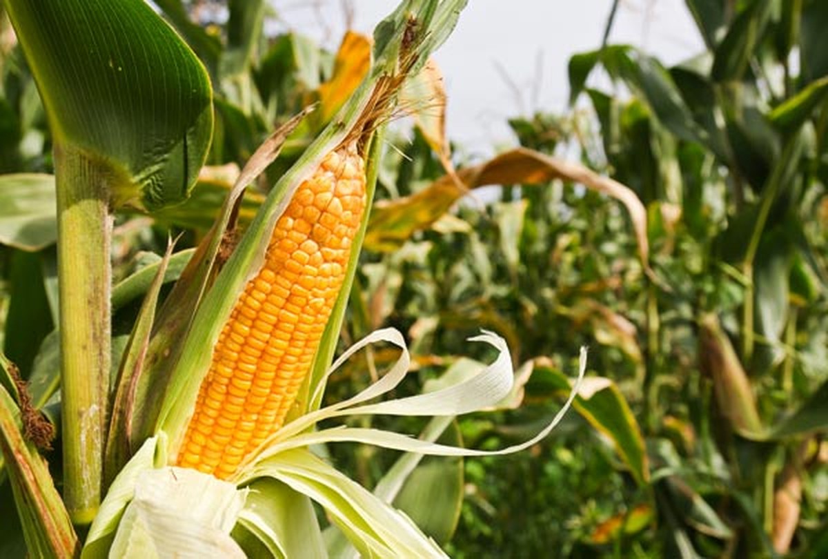 Cultivo do milho safrinha traz vantagens aos produtores rurais ...