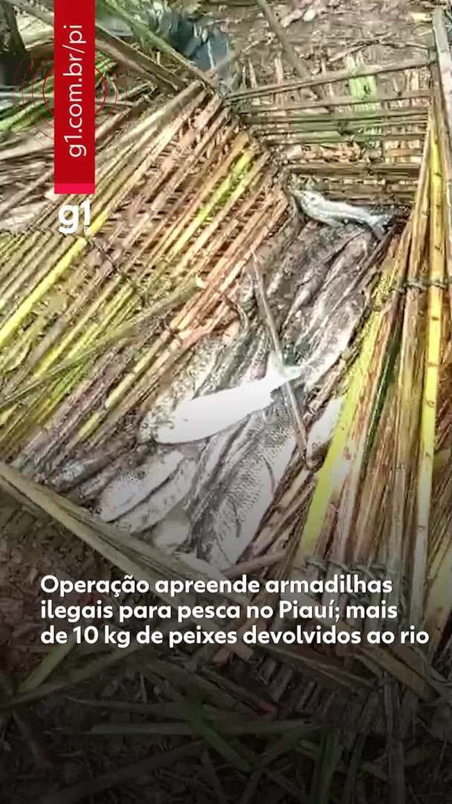 Piaui crab fishing ban protects species reproduction | News Minimalist