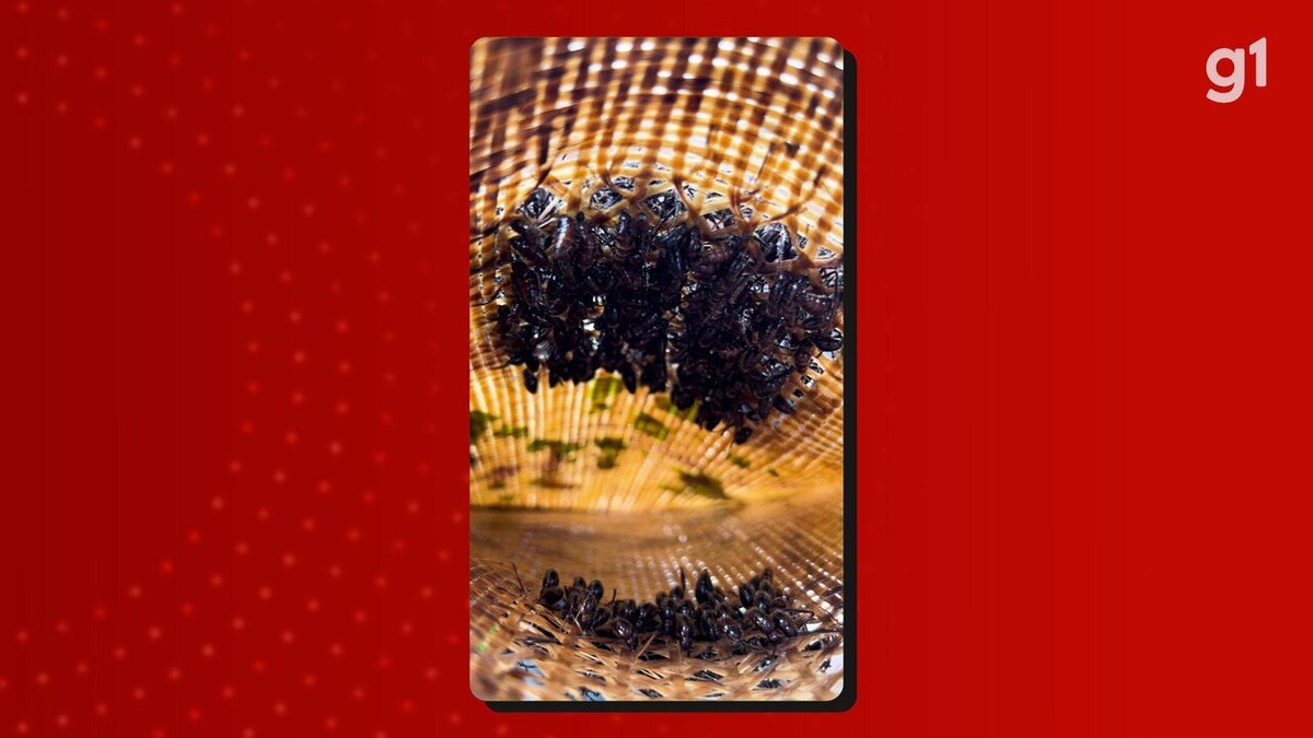 Conheça o 'Ritual da Tucandeira' que marca a passagem da adolescência ...