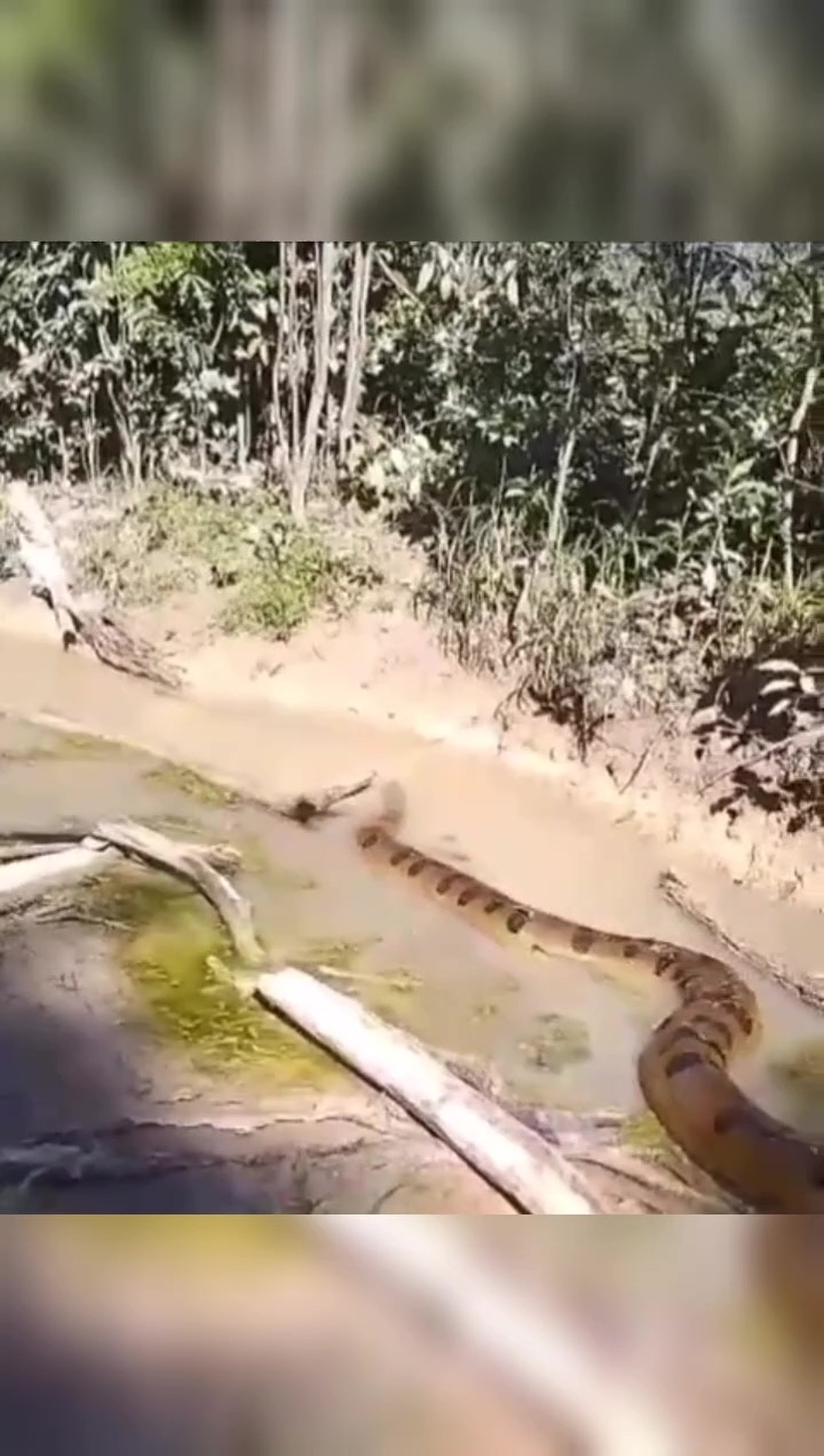 VÍDEO: moradores flagram sucuri com cerca de 5 metros em igarapé no interior do Acre | Acre | G1