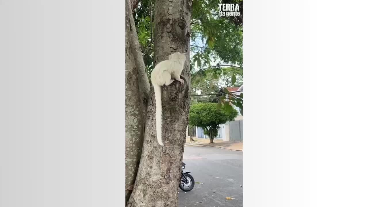 Sagui com pelo branco é registrado por agricultor em Valinhos, SP | G1