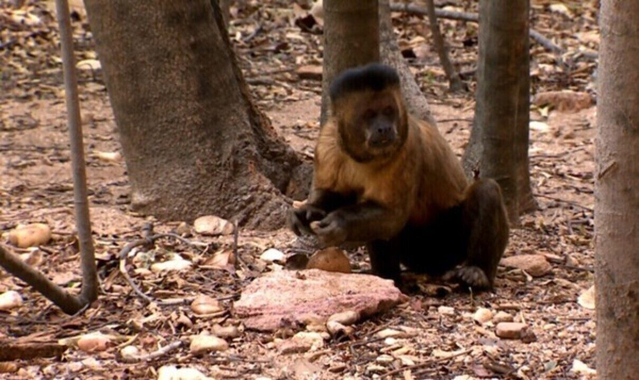 Comportamento de macacos-prego chama a atenção no Piauí | Terra da ...