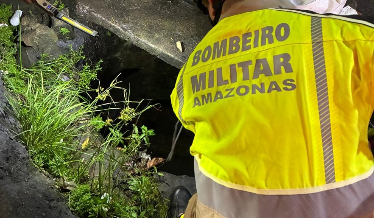 Cães caem em bueiro após briga e são resgatados em Manaus | G1