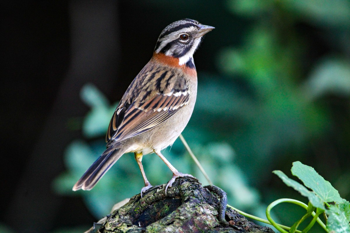 5 de junho: Dia do Meio Ambiente é também o seu dia | Terra da Gente | G1