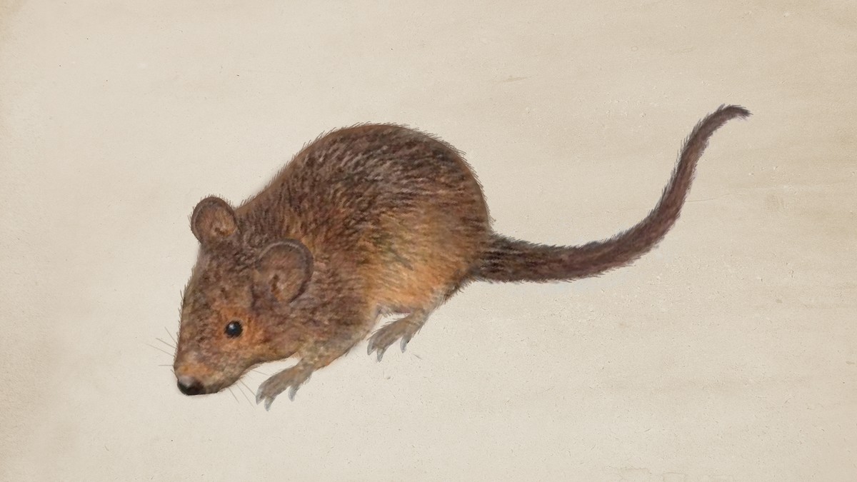 Conheça o roedor brasileiro que está desaparecido há mais de 60 anos ...