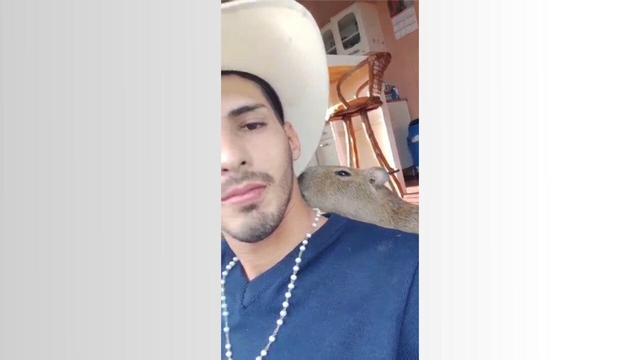 Influencer que filmava capivara diz que equipe jurídica tenta revogar ...