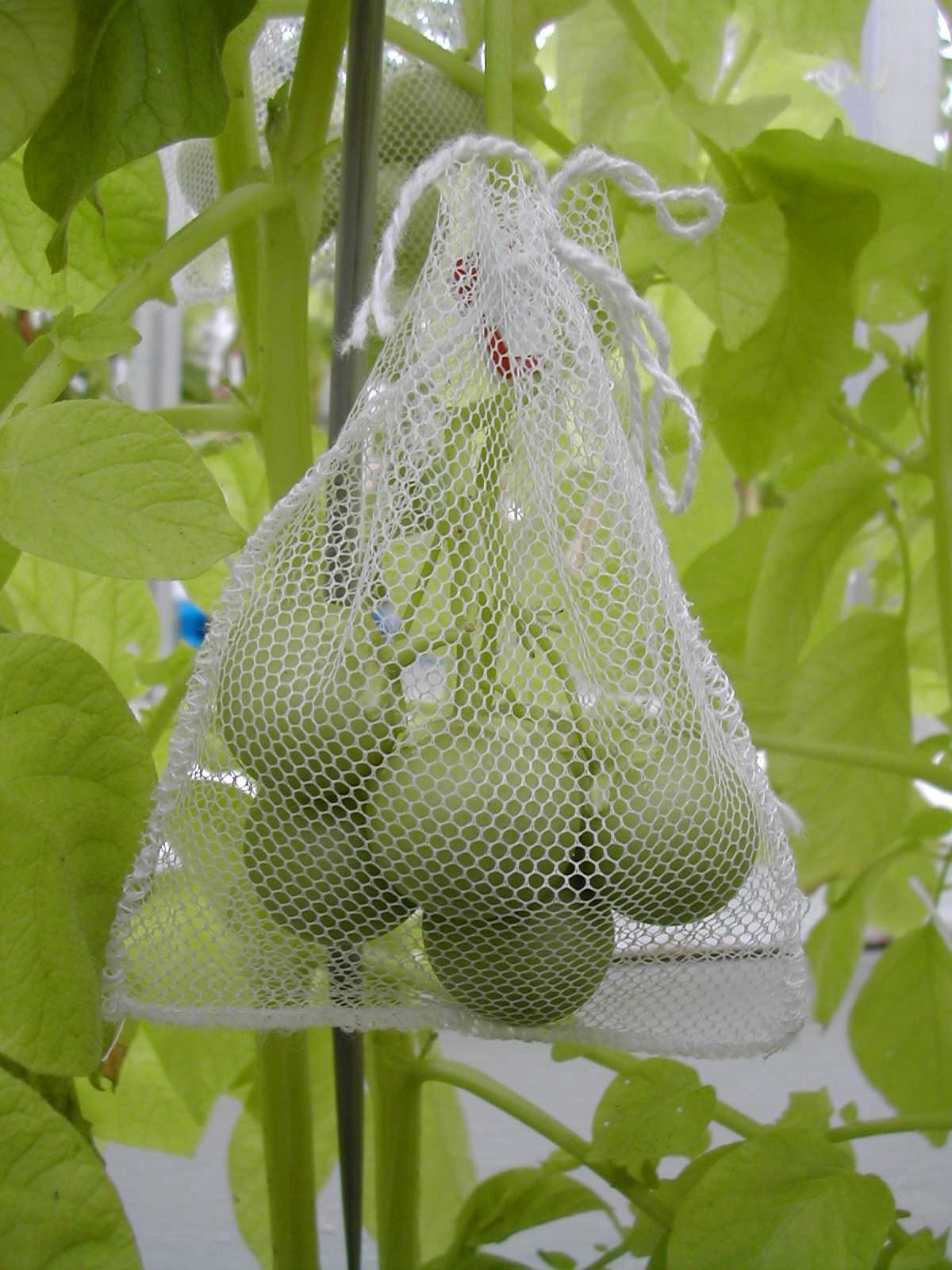 Fruta De Planta De Batata Cuáles Son Las Frutas Y Verduras De