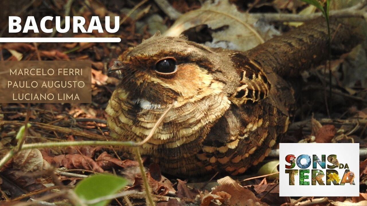 Sons da Terra 01/07: conheça curiosidades sobre o bacurau, ave noturna ...