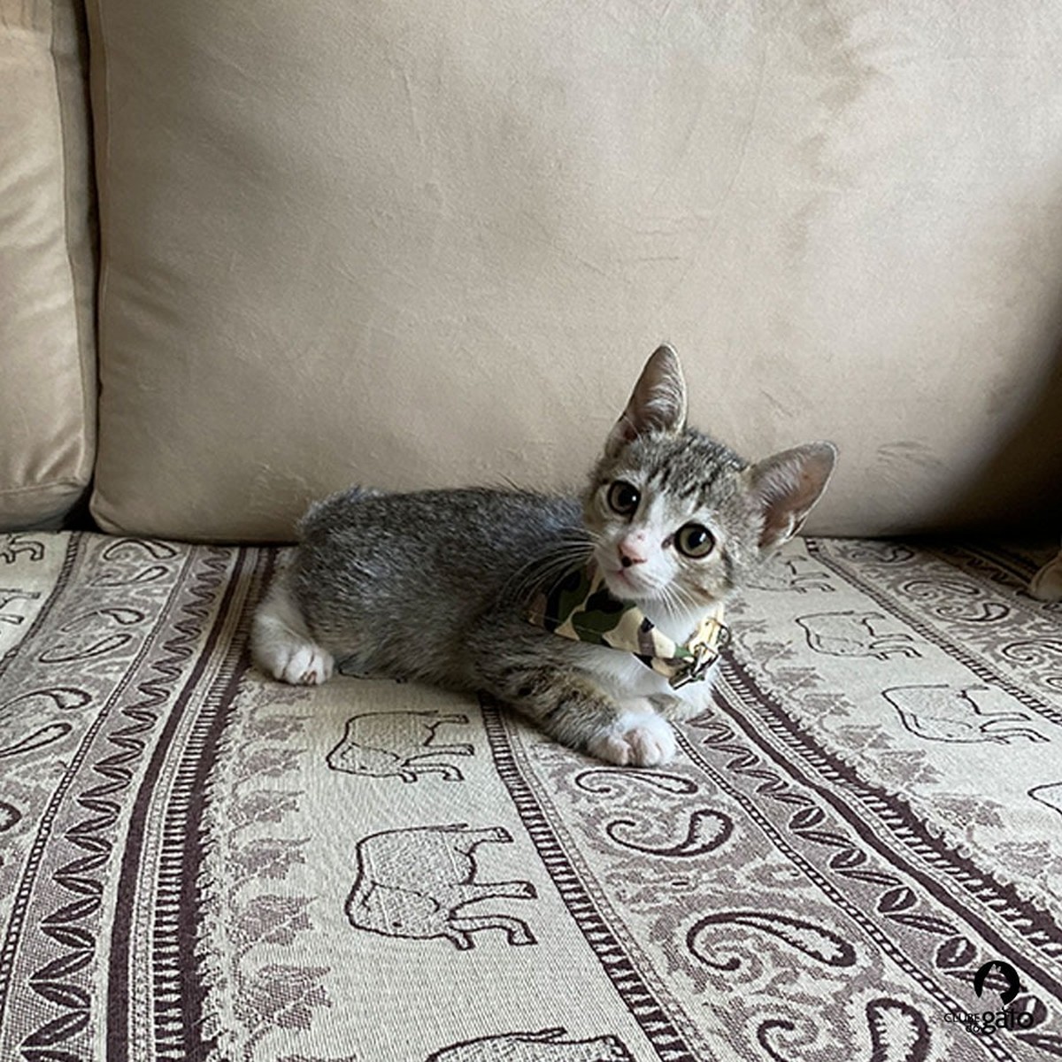 Procura por adoção de gatos cresce 75% com pandemia, aponta ...