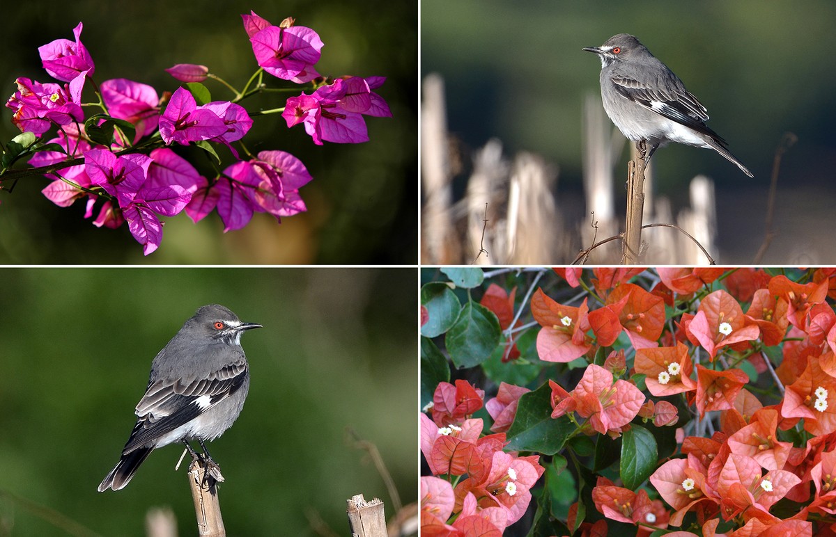 Ave e árvore que ocorrem no Brasil levam o nome de primavera