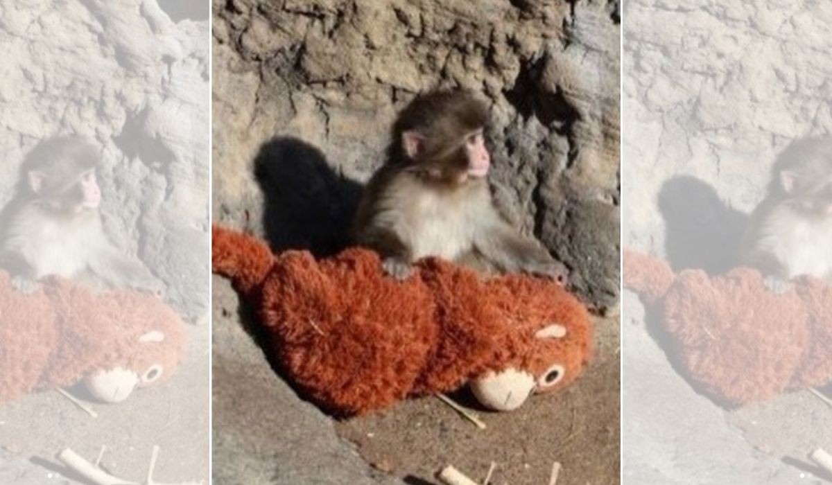 Ele quer abraço? A ciência explica por que macaco adotou uma pelúcia | G1