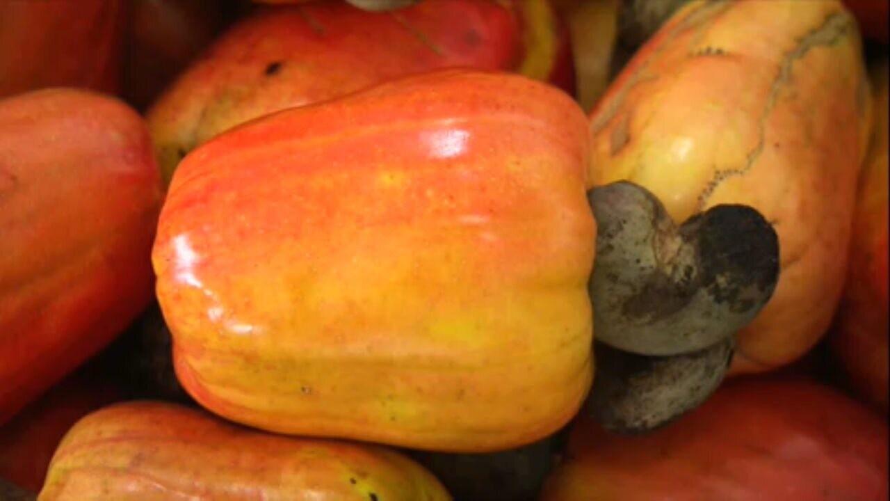 Caju não é fruta e a famosa castanha é, na verdade, uma amêndoa | G1