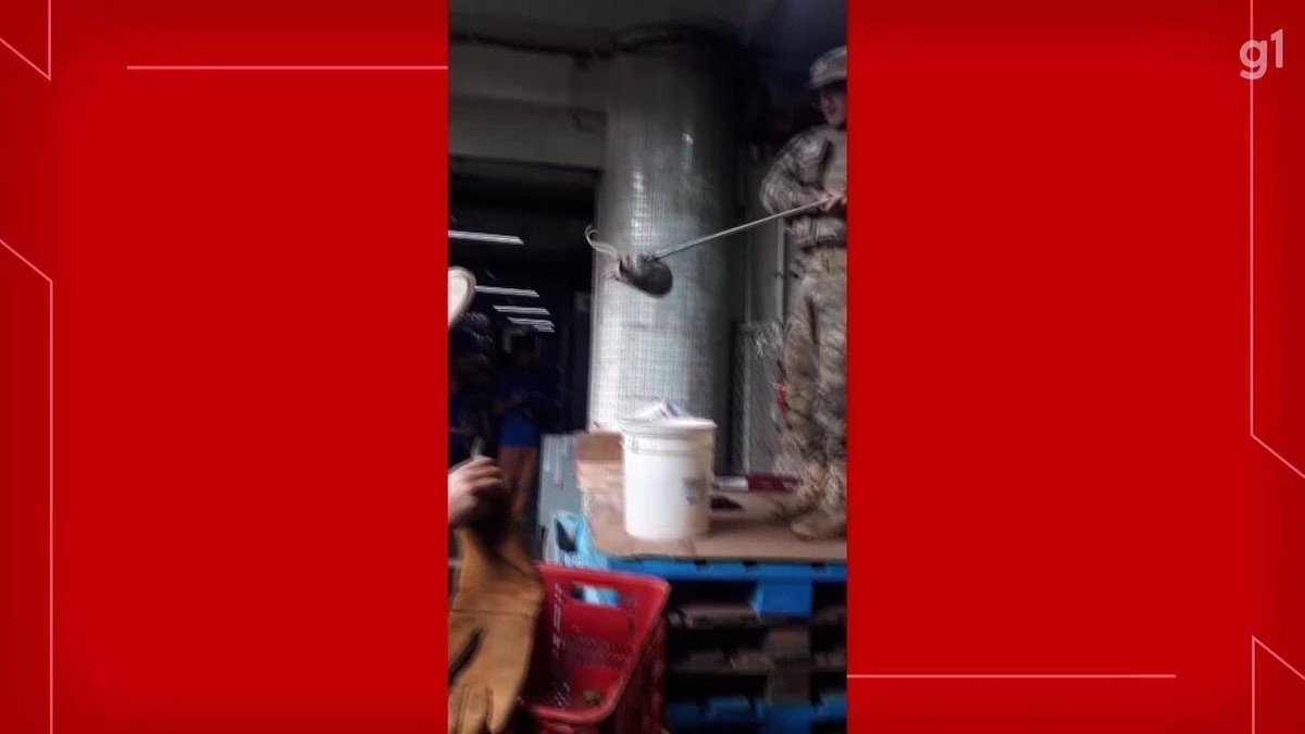 VÍDEO: saruê é resgatado dentro de supermercado em Brasília | Distrito ...