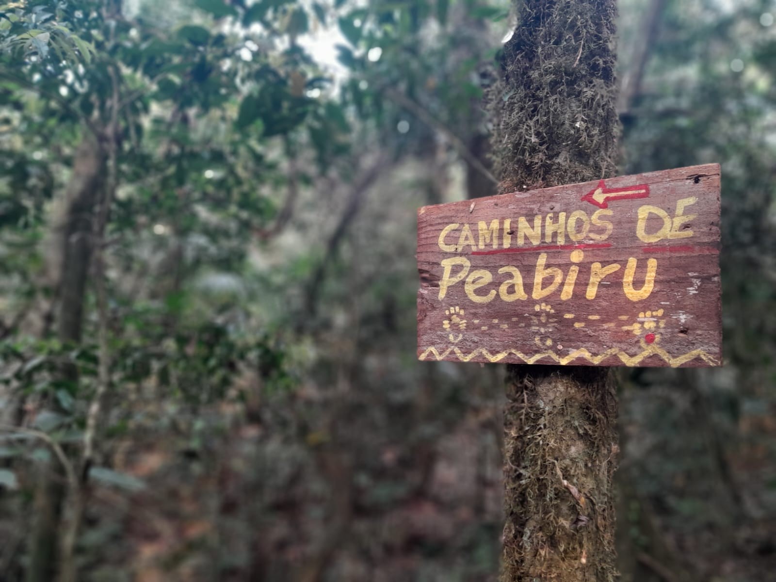 PodParaná #161: Conheça os Caminhos do Peabiru, trilhas centenárias que ...