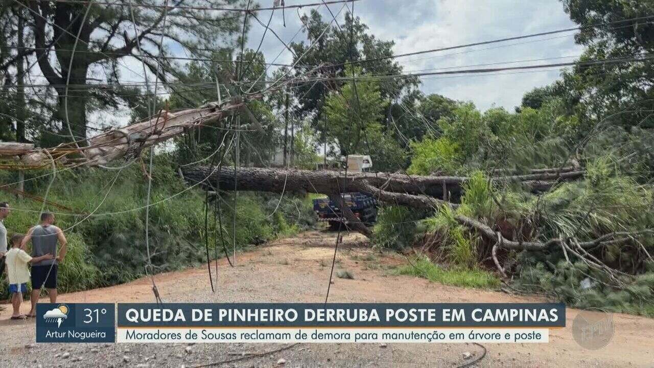 Pinheiro de grande porte cai durante chuva, derruba poste e deixa ...