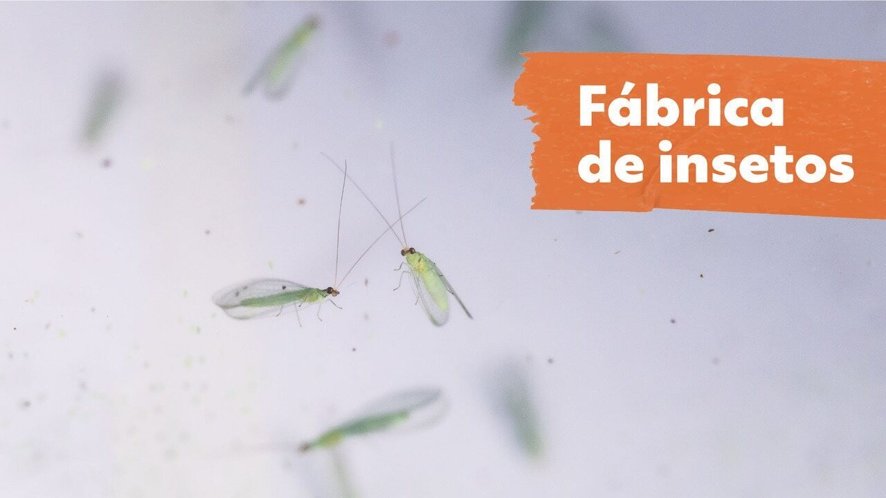 Traças em casa: Descubra por que esses insetos aparecem e como evitá ...