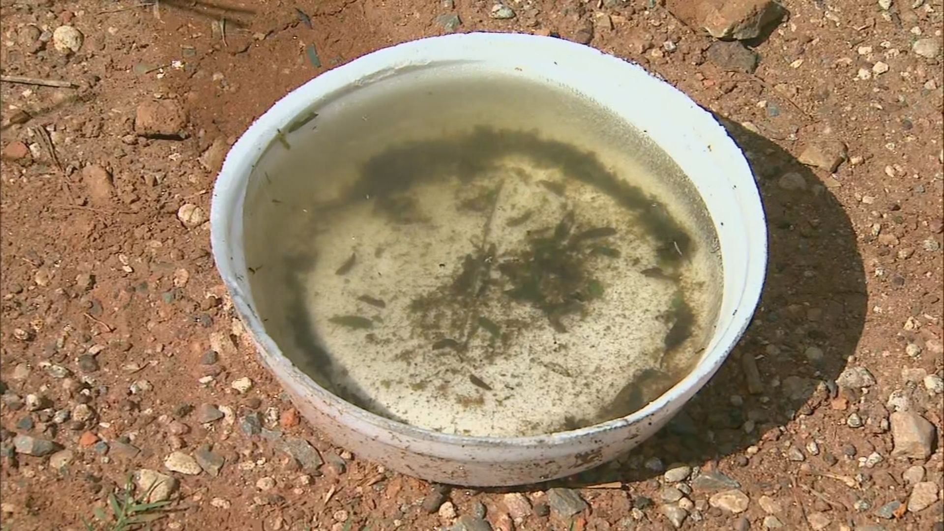 Região de Campinas tem explosão de casos de dengue e Americana lidera ...