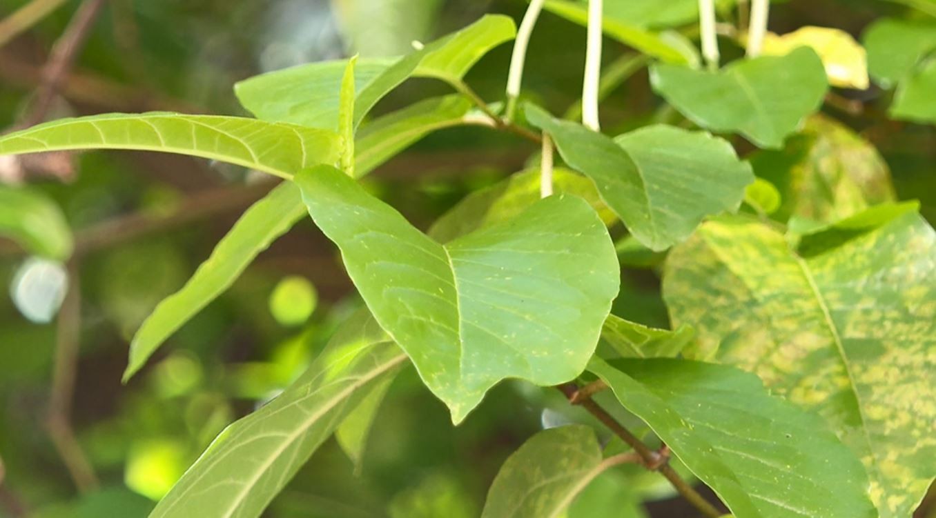 Entenda como plantas 'comem' metais pesados de lama de barragem | G1