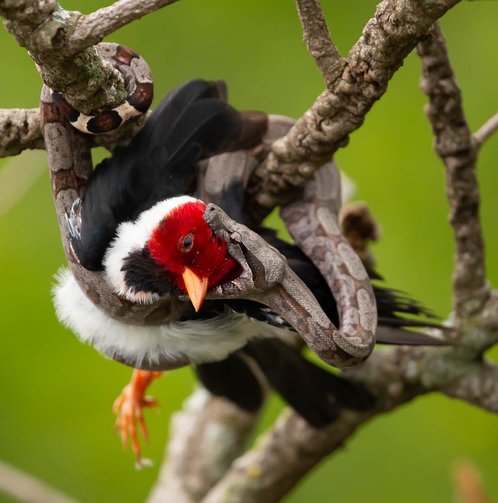 FOTOS: Onça-pintada, sucuri e pássaros: veja flagras de animais ...