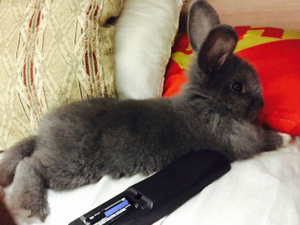 Coelhos Mini Rex Brancos Coelho Holland Lop Rex Coelho Doméstico