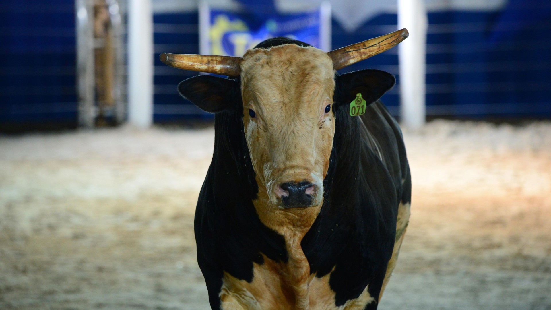 Considerado o mais valorizado do Brasil, touro estreia em circuito ...