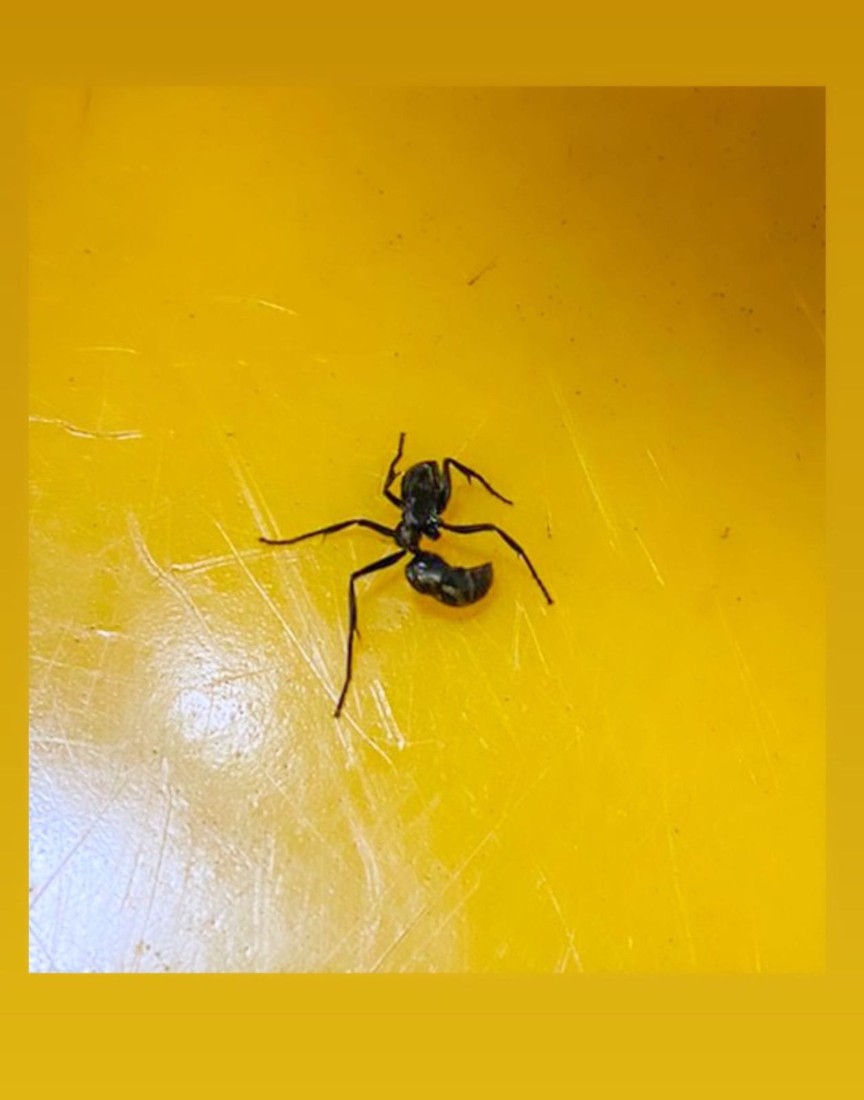 Mãe é mordida por formiga que tem uma das picadas mais dolorosas do ...