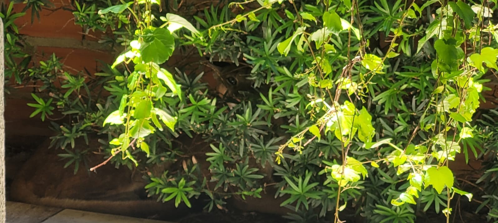 Onça-parda é resgatada na região central de Itu | G1