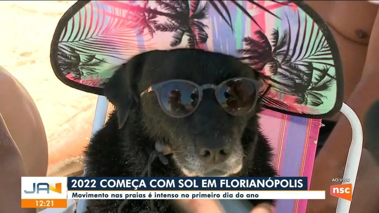 1º meme de 2022, cachorra de óculos de sol e chapéu retorna para praia ...