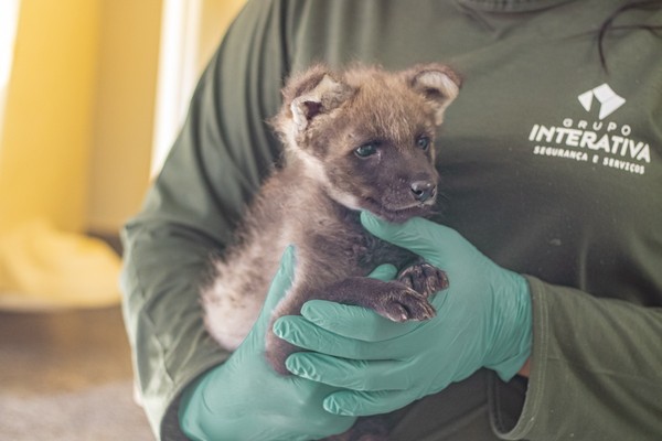 Filhote De Lobo Vermelho O Lobo: Sabedoria, Bravura E Lealdade