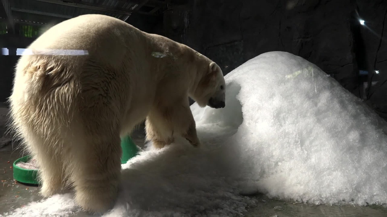 Os bastidores dos cuidados com a primeira ursa polar nascida na América ...