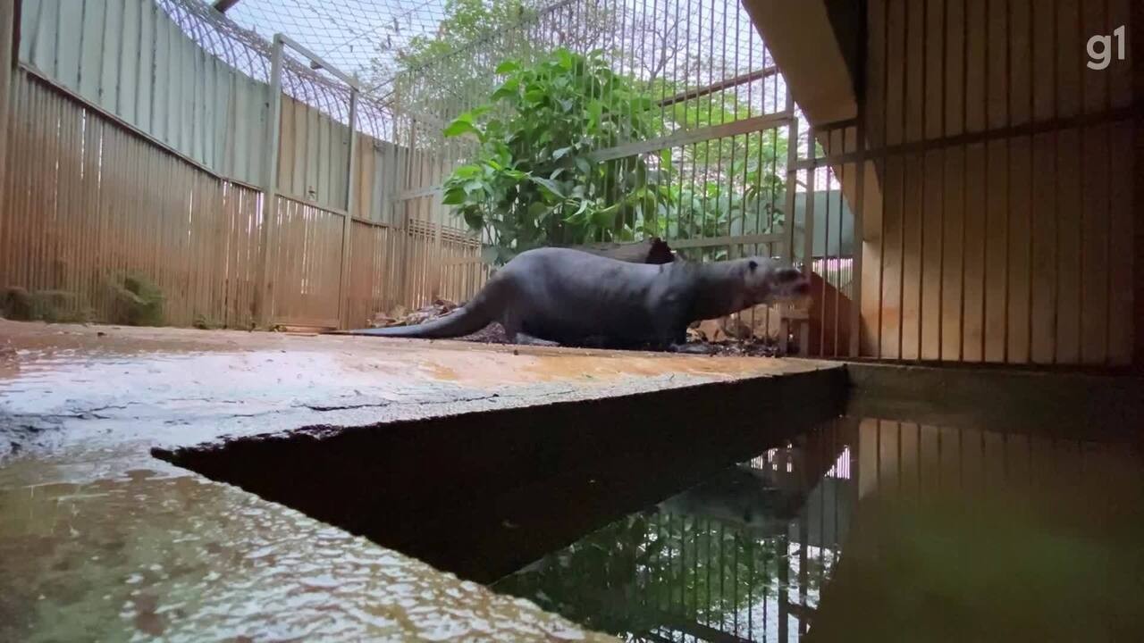 Conheça Saraé, ariranha fêmea que é nova habitante do Zoológico de ...