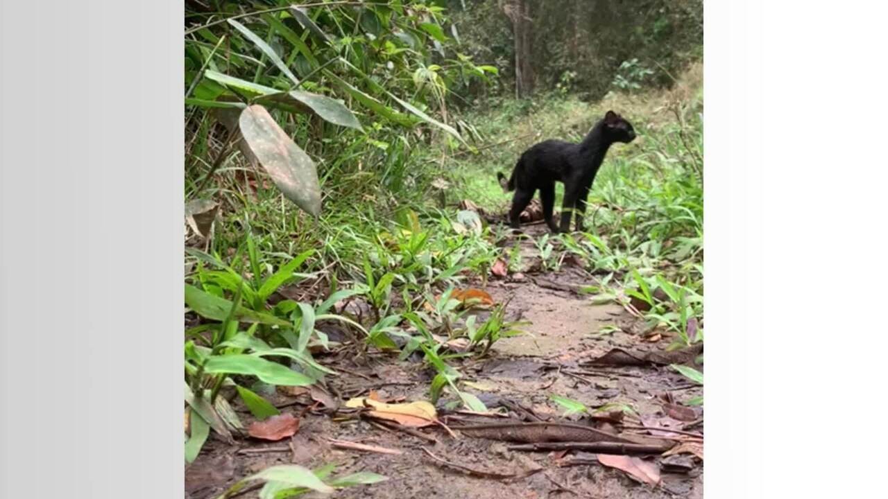 Pai e filho avistam gato-do-mato-pequeno melânico no Parque das ...