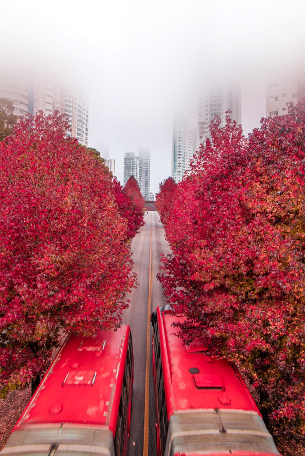 Fotógrafo viaja quase 300 km todo ano para fotografar a Rua do Outono ...